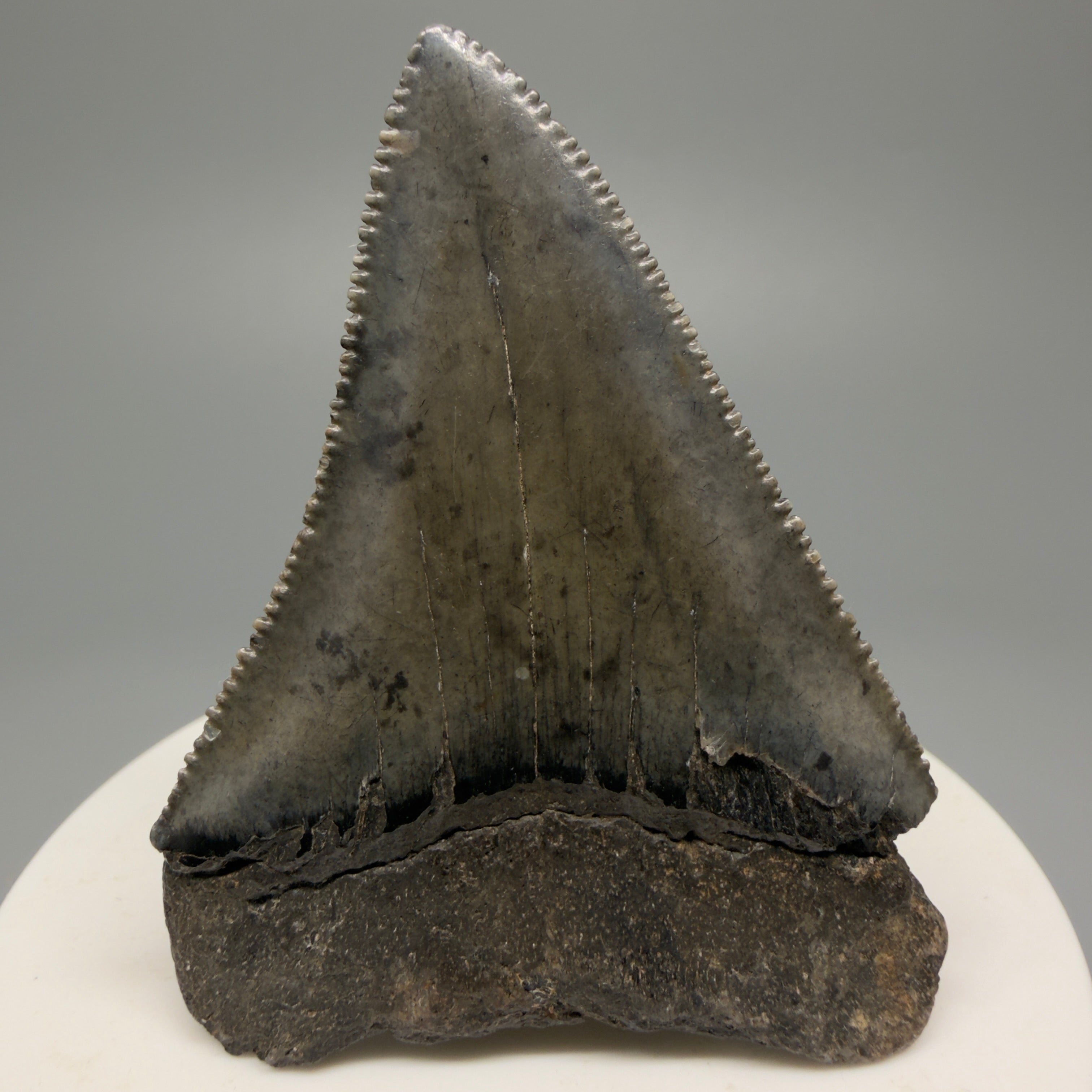 Fossil Extinct Mako & Isurus Shark Teeth Collection – Page 2 ...