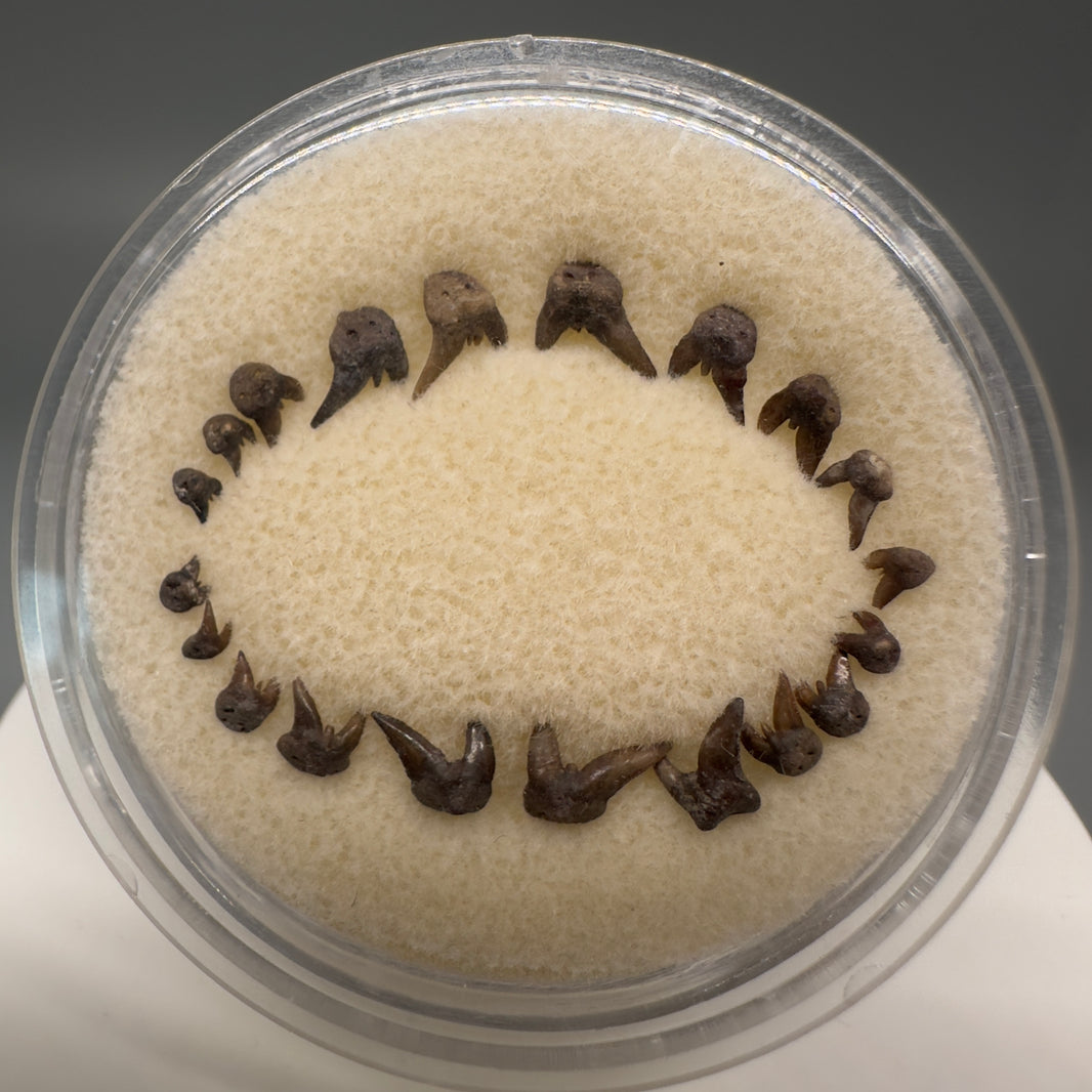 Rare Fossil Shark Teeth Collection - Authentic Specimens – Megalodon Teeth