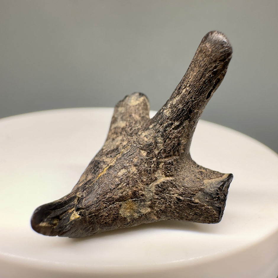 Rare Fossil Shark Teeth Collection - Authentic Specimens – Megalodon Teeth