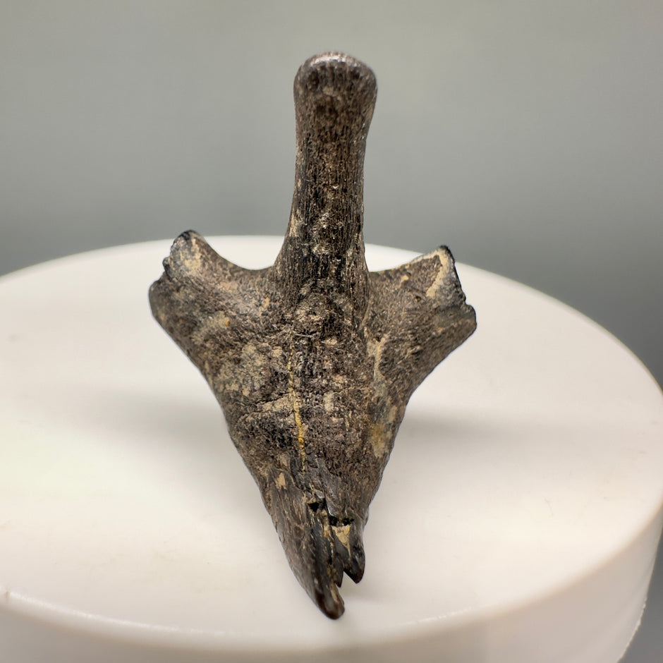 Rare Fossil Shark Teeth Collection - Authentic Specimens – Megalodon Teeth