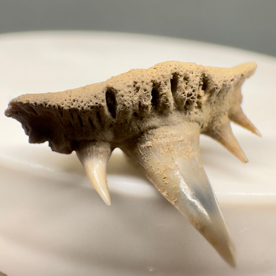 Rare Fossil Shark Teeth Collection - Authentic Specimens – Megalodon Teeth