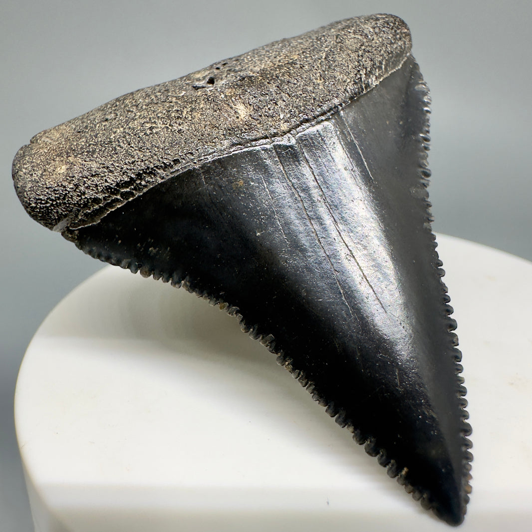 Great White – Megalodon Teeth