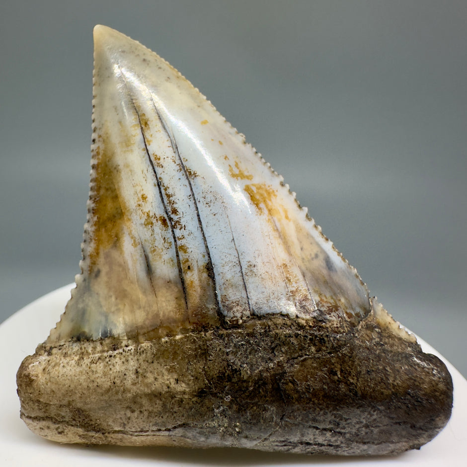 Great White – Megalodon Teeth