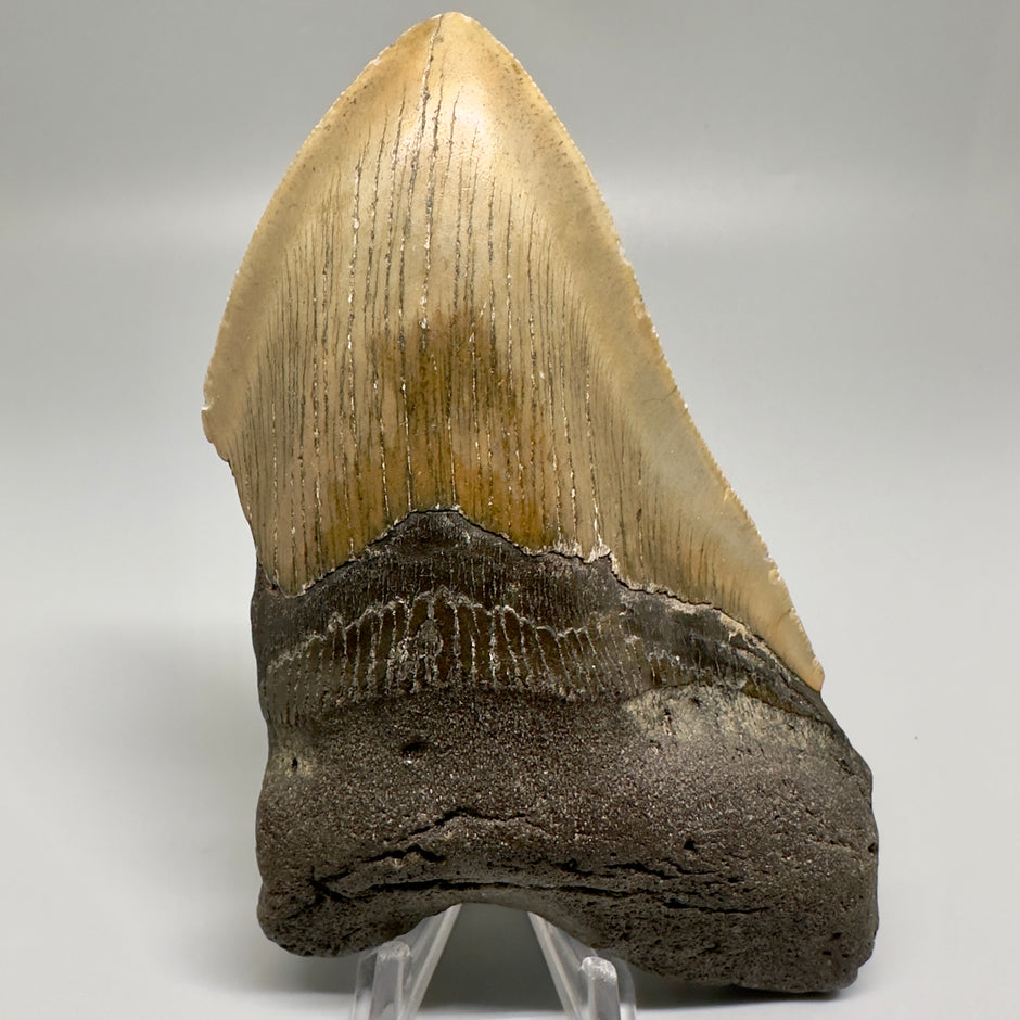 Rare Fossil Megalodon Shark Teeth: Best Prices, Diverse Sizes ...
