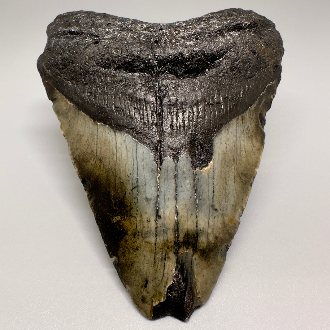 Rare Fossil Megalodon Shark Teeth: Best Prices, Diverse Sizes ...