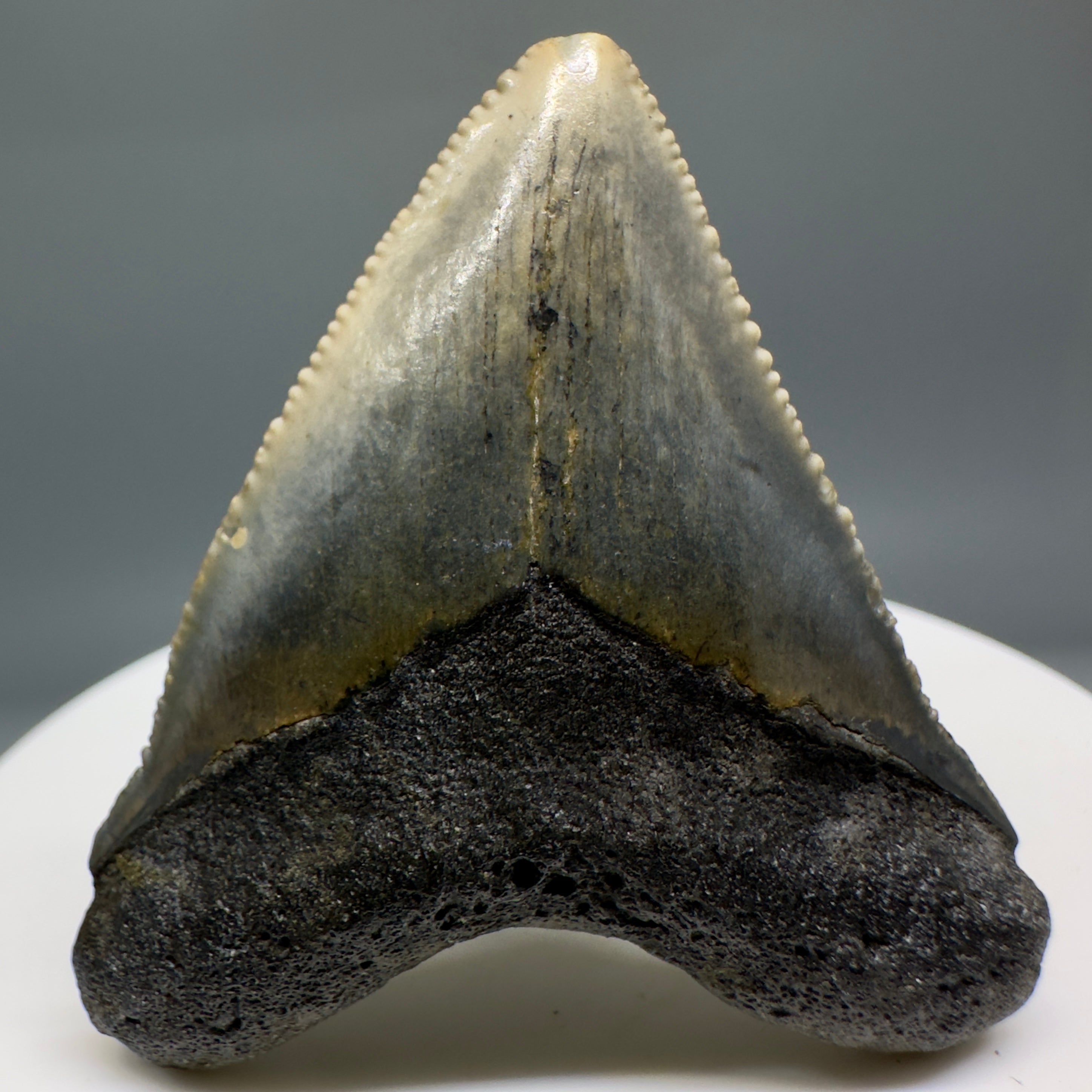 Baby anterior 1.82" Fossil Megalodon from North Carolina – Megalodon Teeth