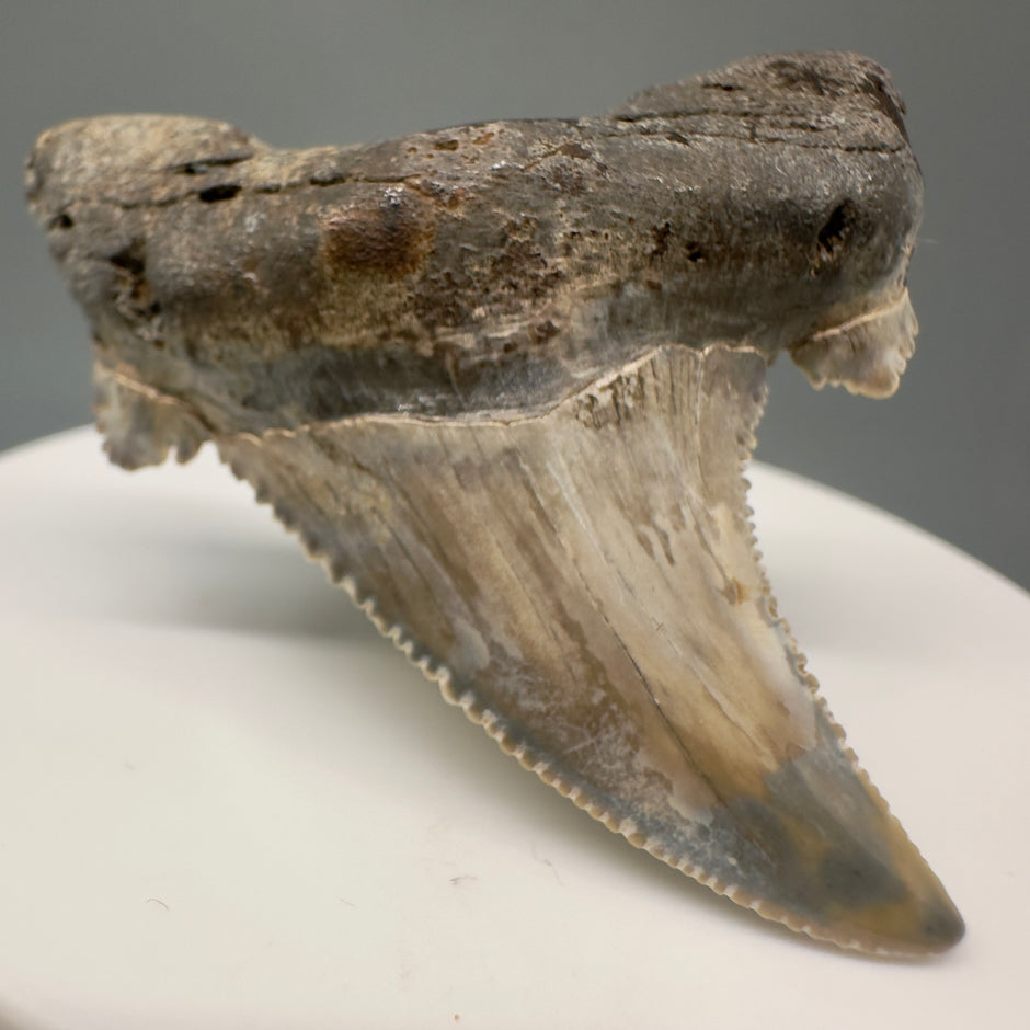 Auriculatus – Megalodon Teeth