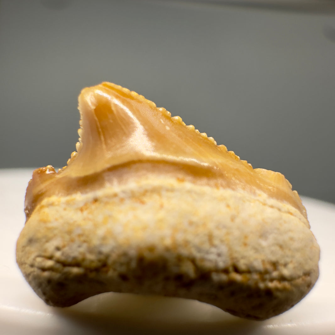 Authentic Carcharocles Auriculatus Shark Teeth Collection – Megalodon Teeth