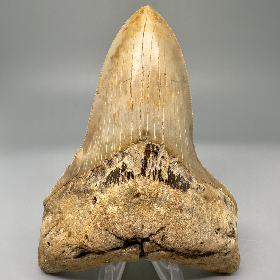 Rare Fossil Megalodon Shark Teeth: Best Prices, Diverse Sizes ...