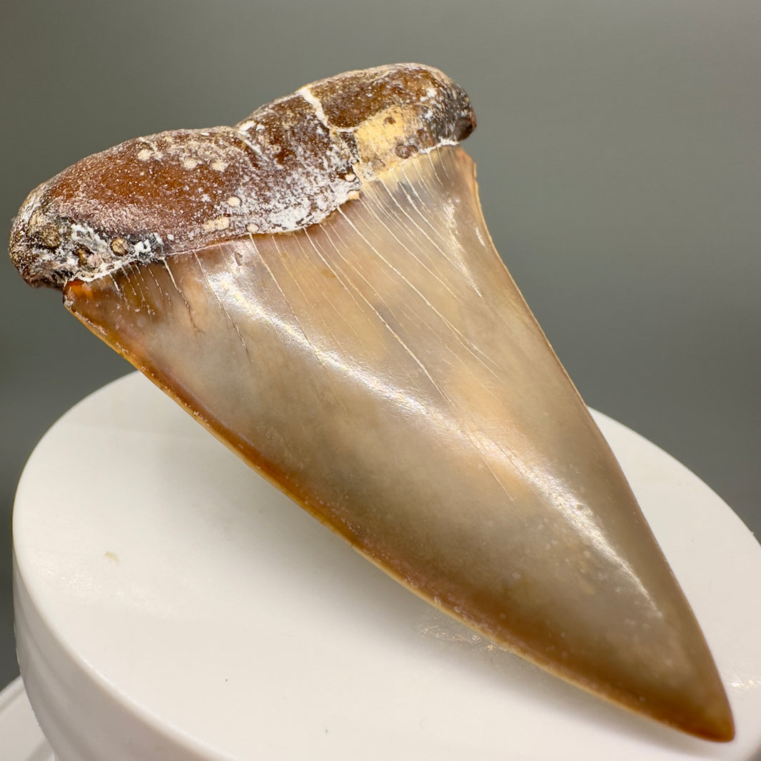 Fossil Extinct Mako & Isurus Shark Teeth Collection – Megalodon Teeth