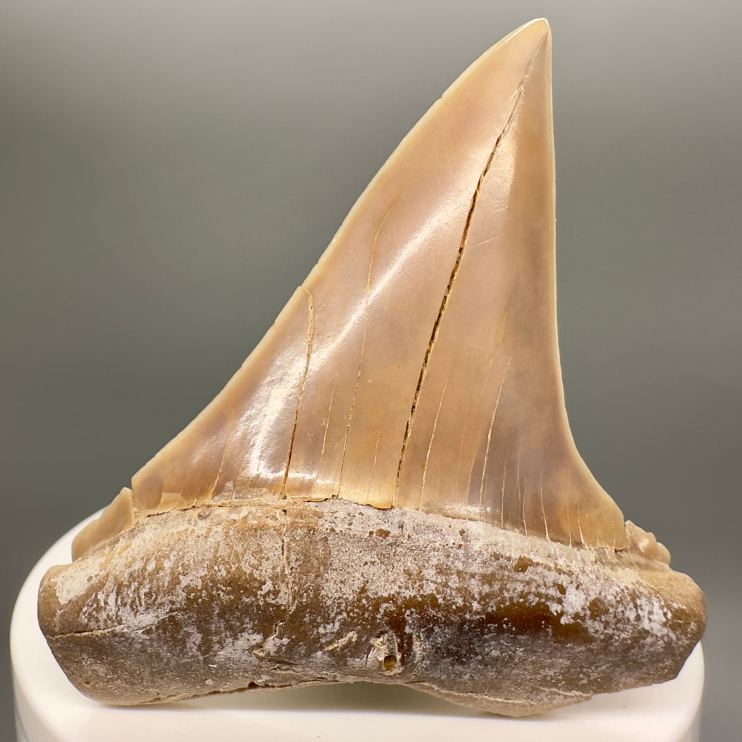 Fossil Extinct Mako & Isurus Shark Teeth Collection – Megalodon Teeth