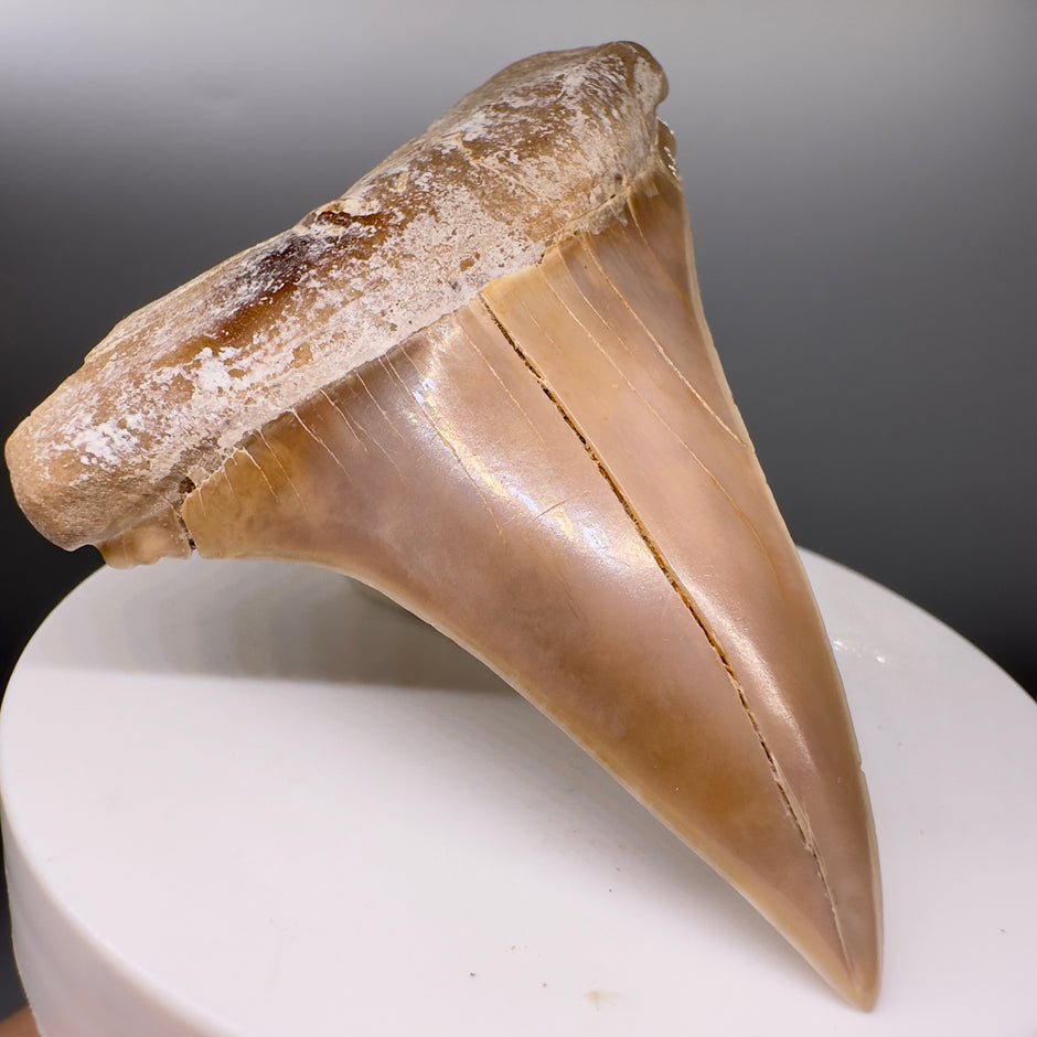 Fossil Extinct Mako & Isurus Shark Teeth Collection – Megalodon Teeth