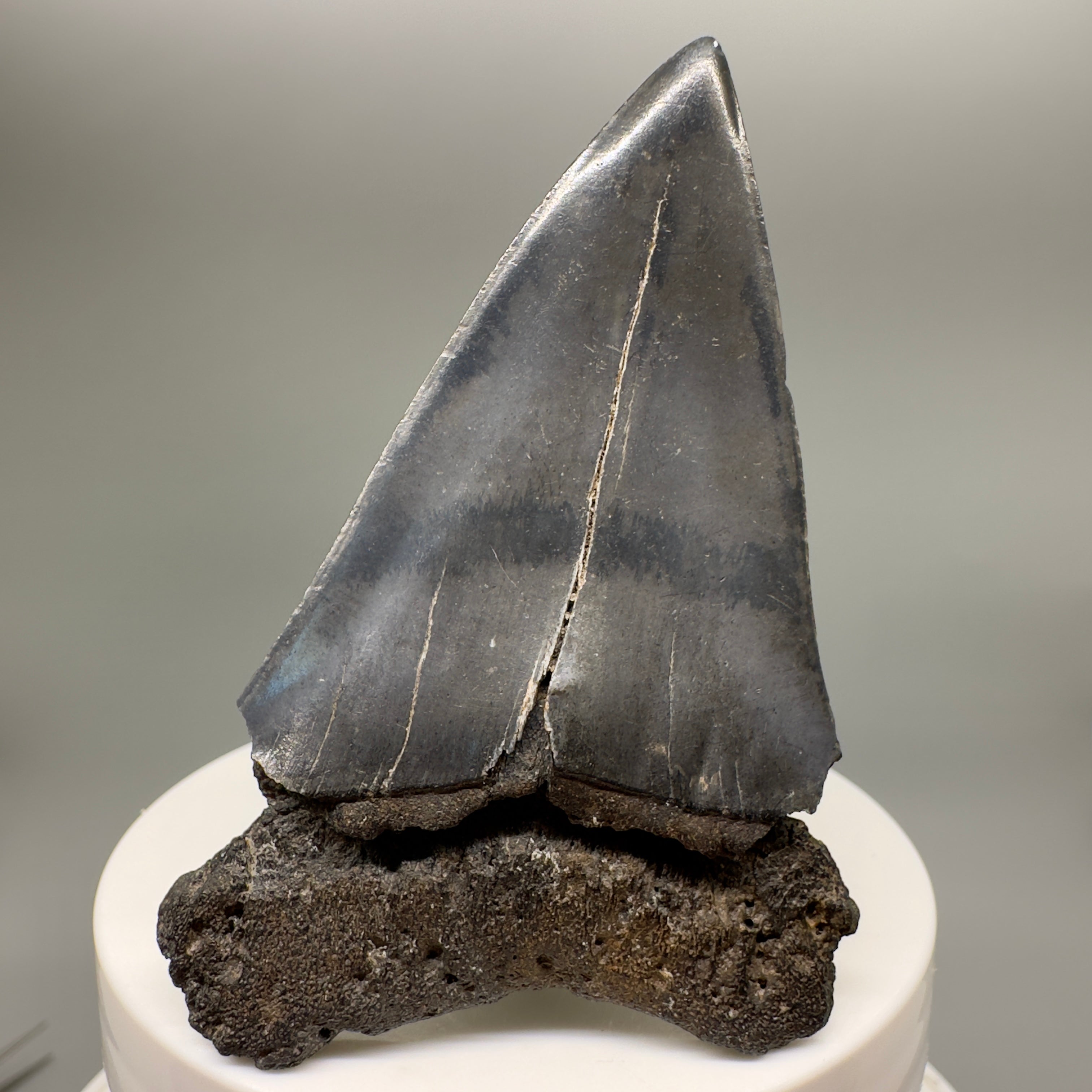 Fossil Extinct Mako & Isurus Shark Teeth Collection – Megalodon Teeth