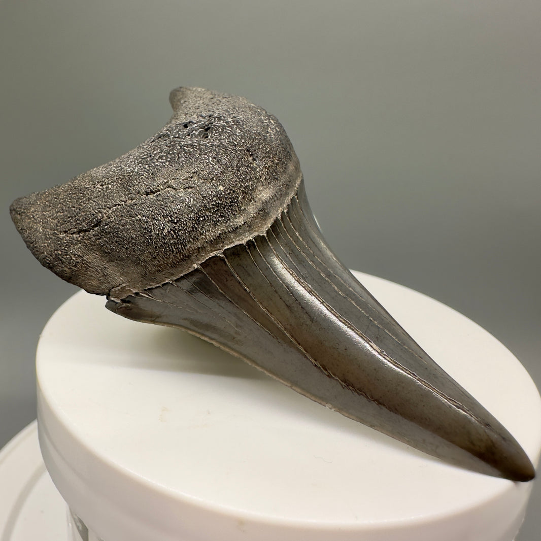 Fossil Extinct Mako & Isurus Shark Teeth Collection – Megalodon Teeth