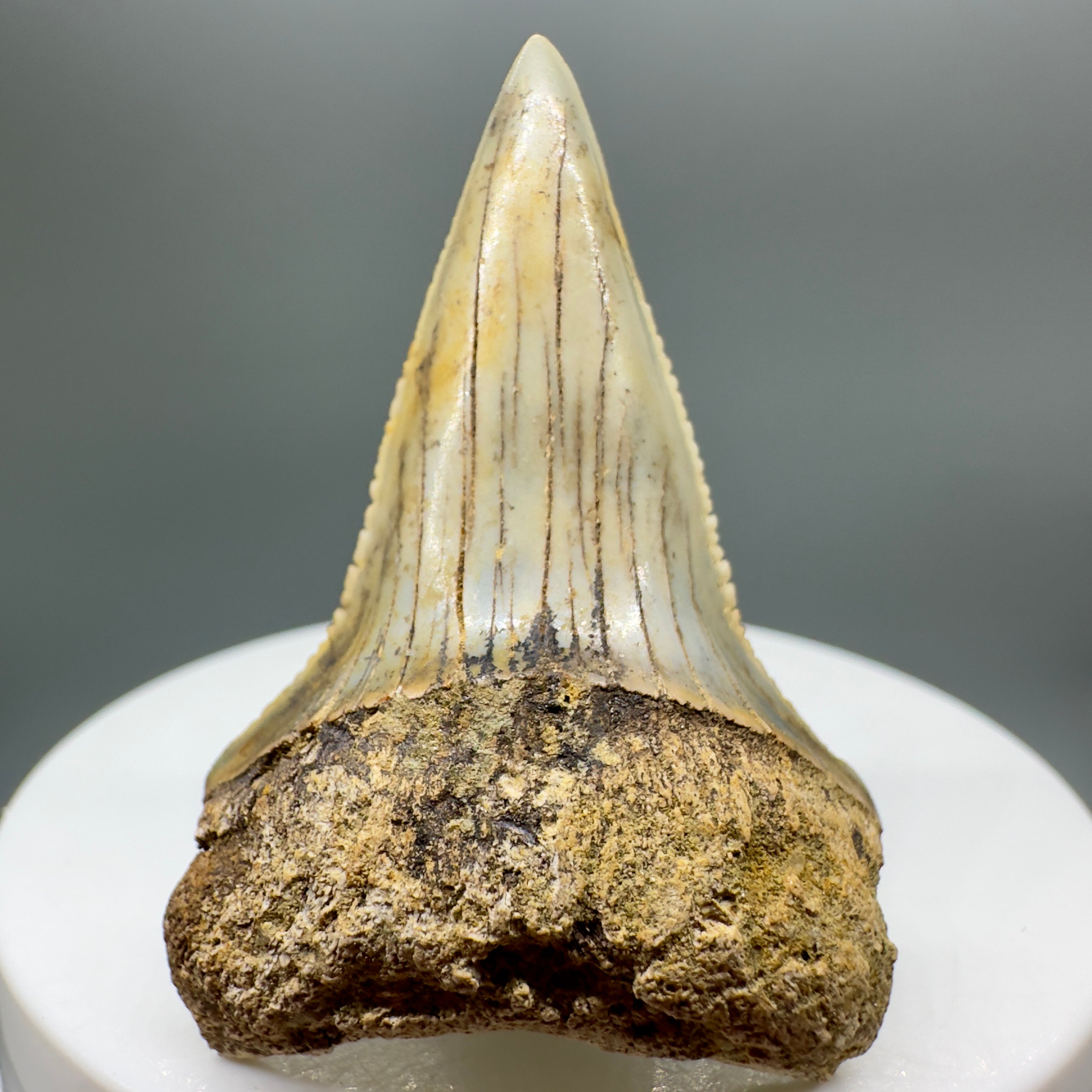 Megalodon Teeth - Best Sellers of Fossil Shark Teeth