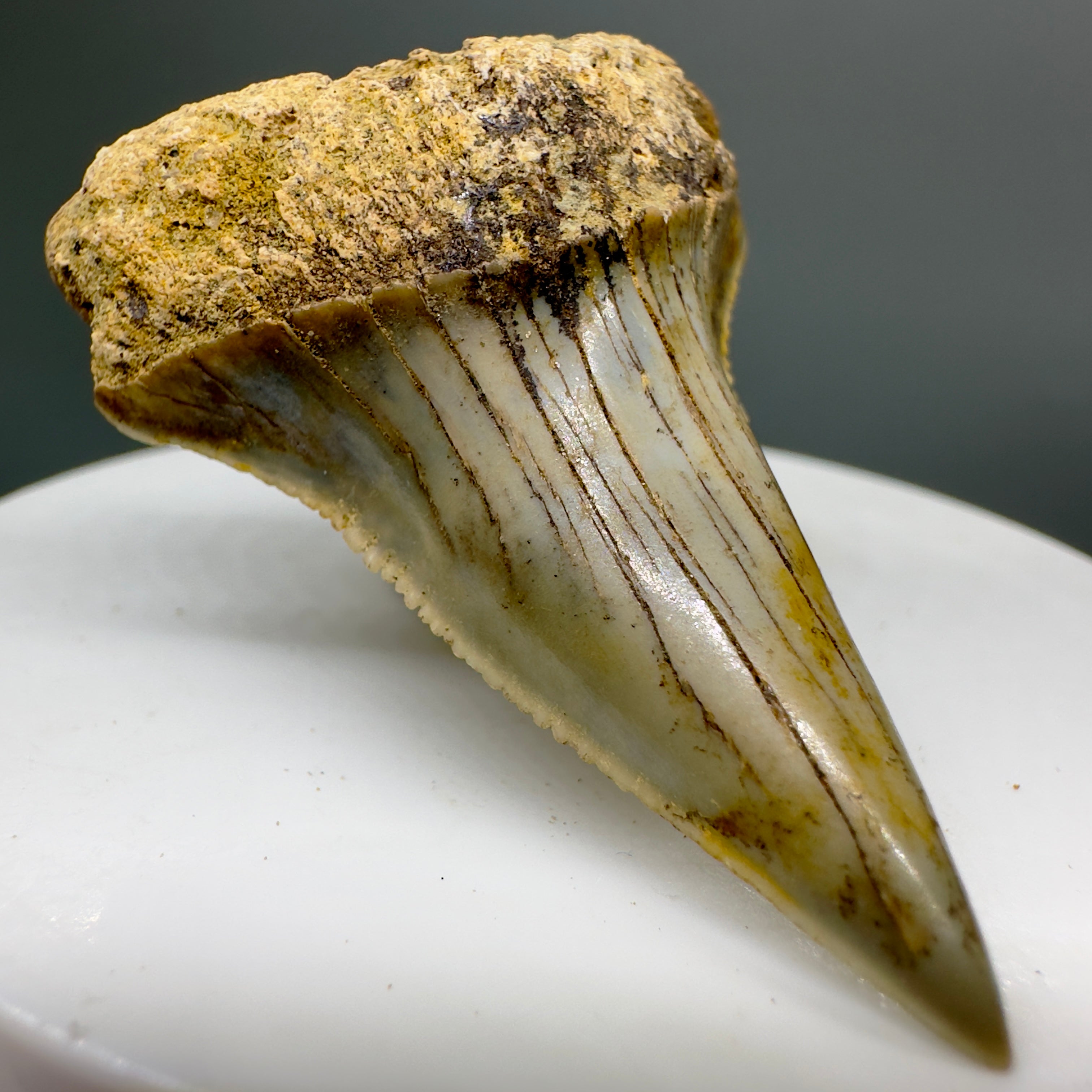 Premium Great White Shark Teeth Collection | Authentic Shark Tooth ...