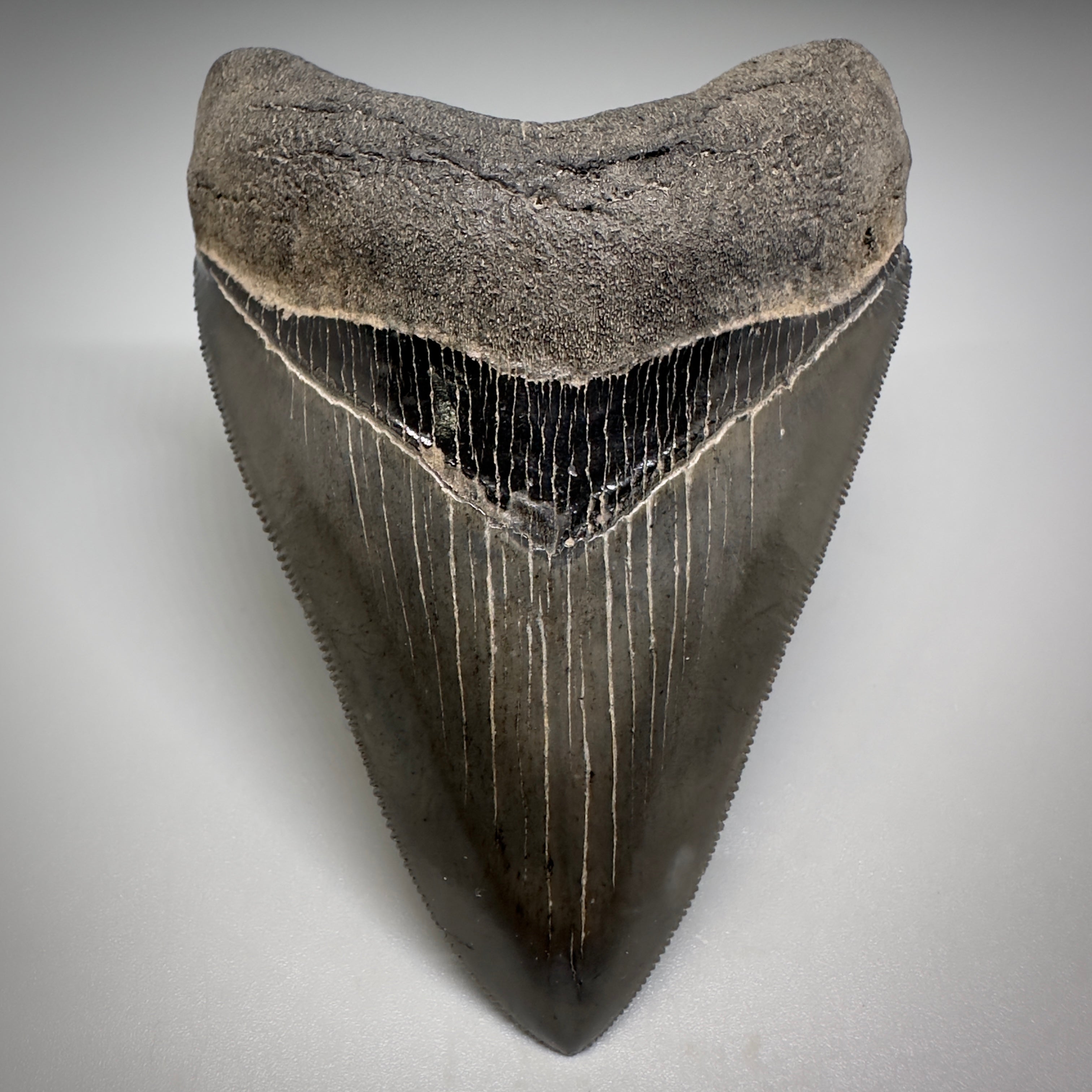Collector Quality Megalodon Shark Teeth - Various Locations and sizes ...