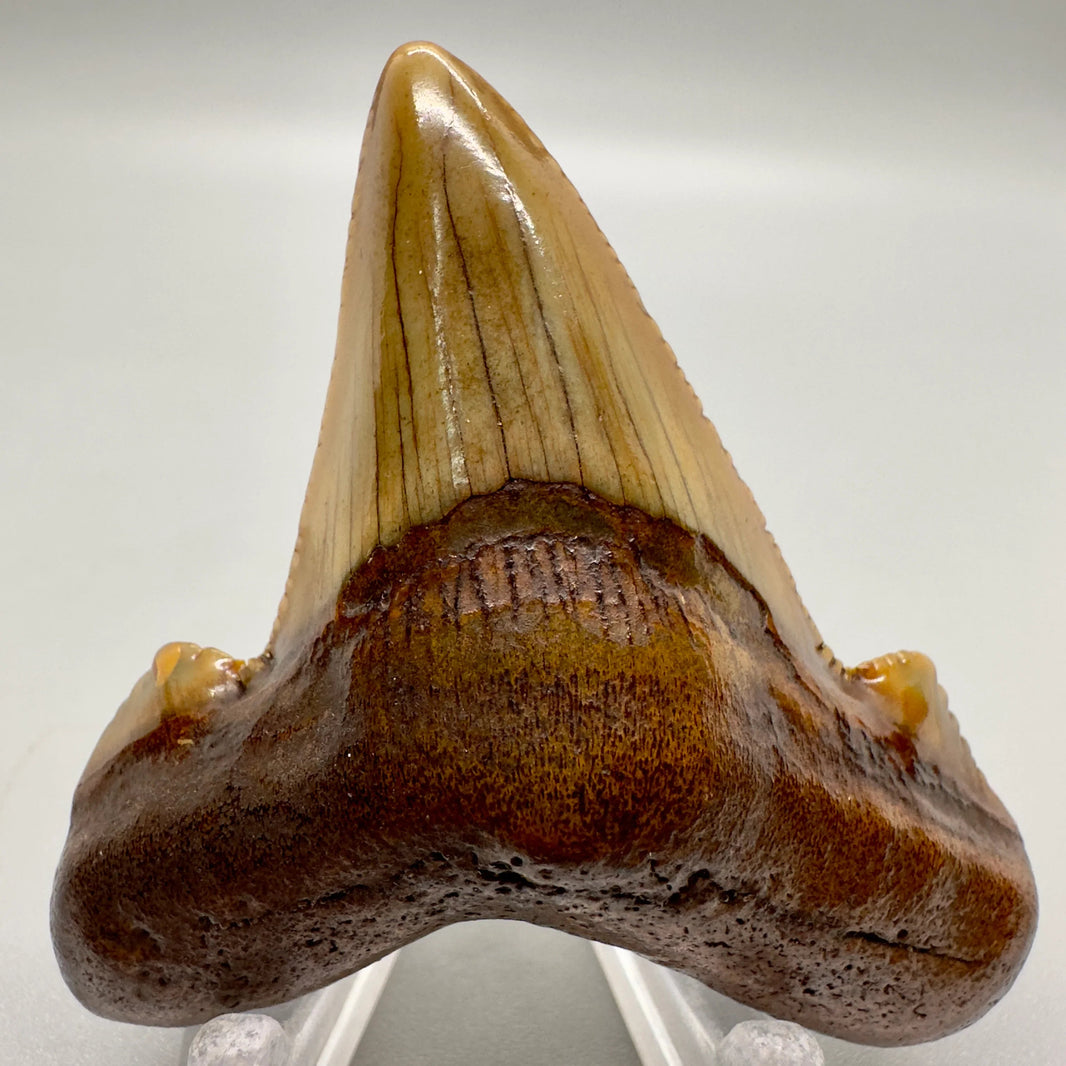 Authentic Carcharocles Auriculatus Shark Teeth Collection – Megalodon Teeth