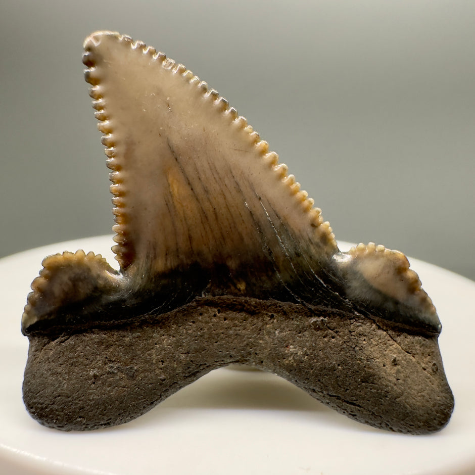 Authentic Carcharocles Auriculatus Shark Teeth Collection – Megalodon Teeth