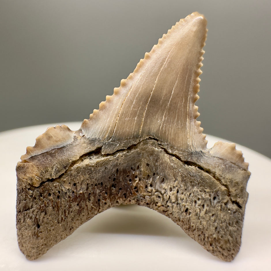Authentic Carcharocles Auriculatus Shark Teeth Collection – Megalodon Teeth