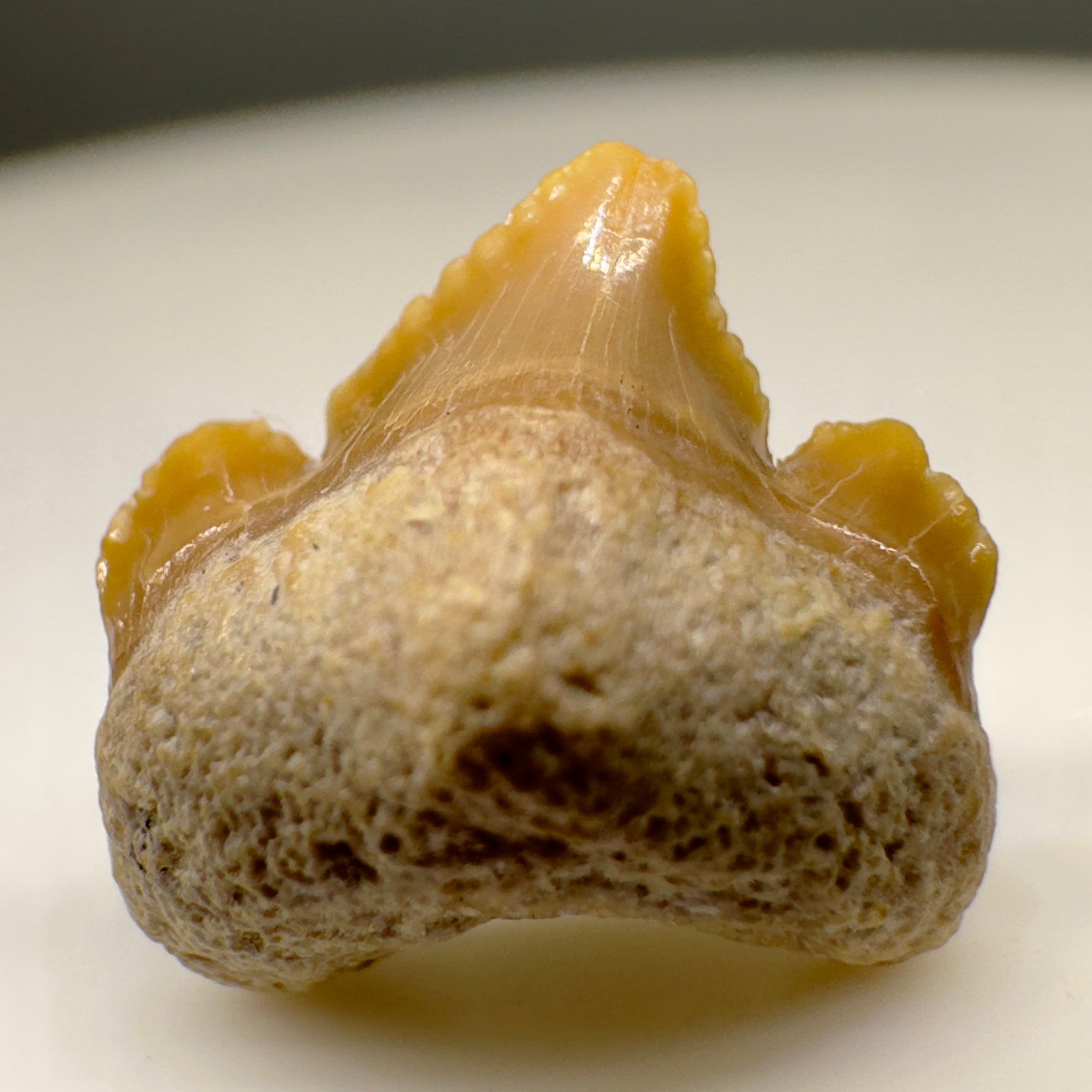 Auriculatus – Megalodon Teeth