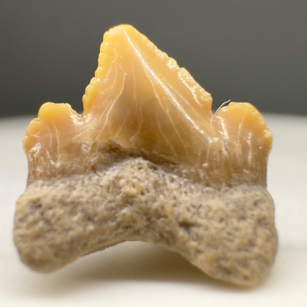 Authentic Carcharocles Auriculatus Shark Teeth Collection – Megalodon Teeth