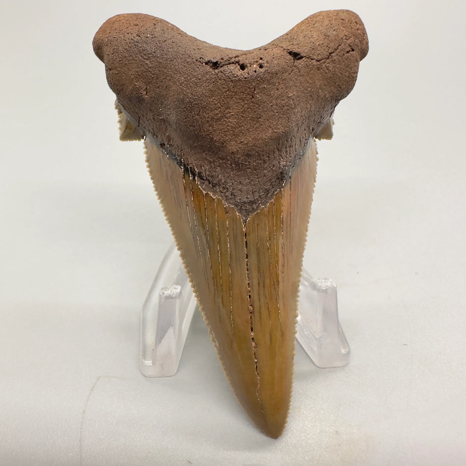 Authentic Carcharocles Auriculatus Shark Teeth Collection – Megalodon Teeth