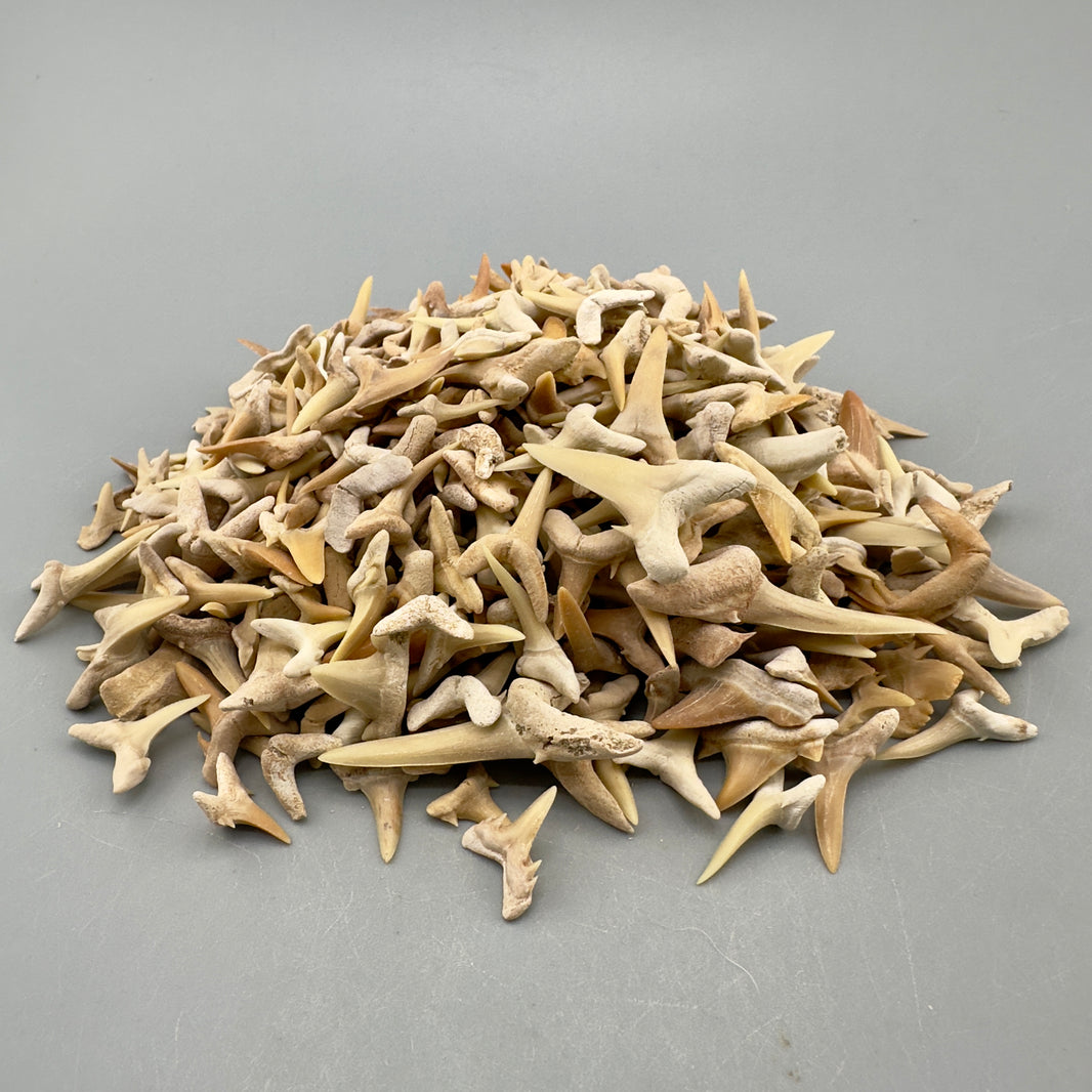 Wholesale Shark Teeth – Megalodon Teeth
