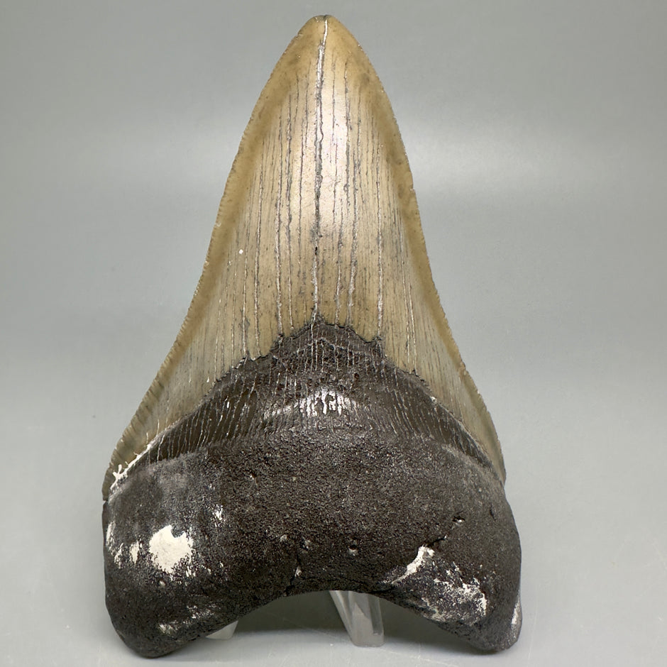 Rare Fossil Megalodon Shark Teeth: Best Prices, Diverse Sizes ...