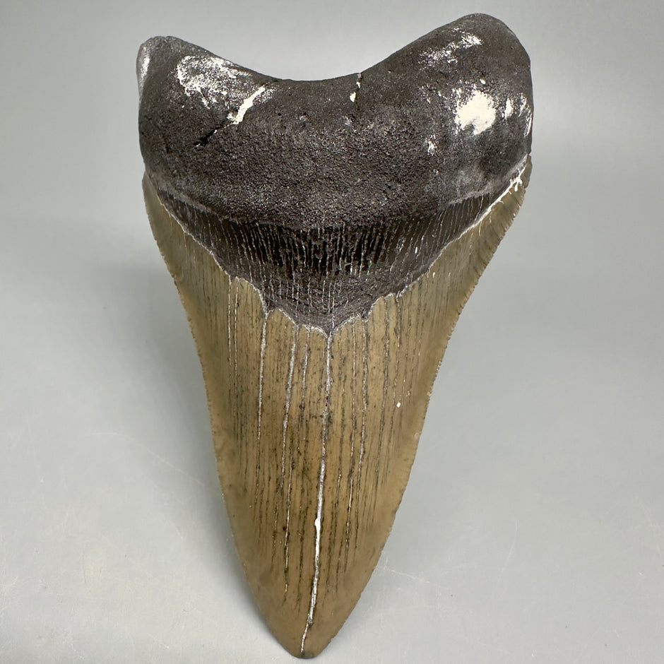 Rare Fossil Megalodon Shark Teeth: Best Prices, Diverse Sizes ...