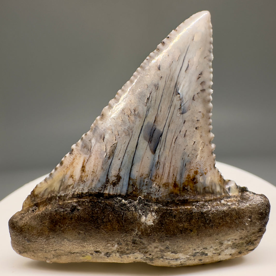 Great White – Megalodon Teeth