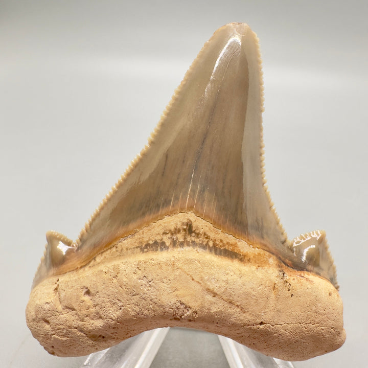 Angustidens – Megalodon Teeth