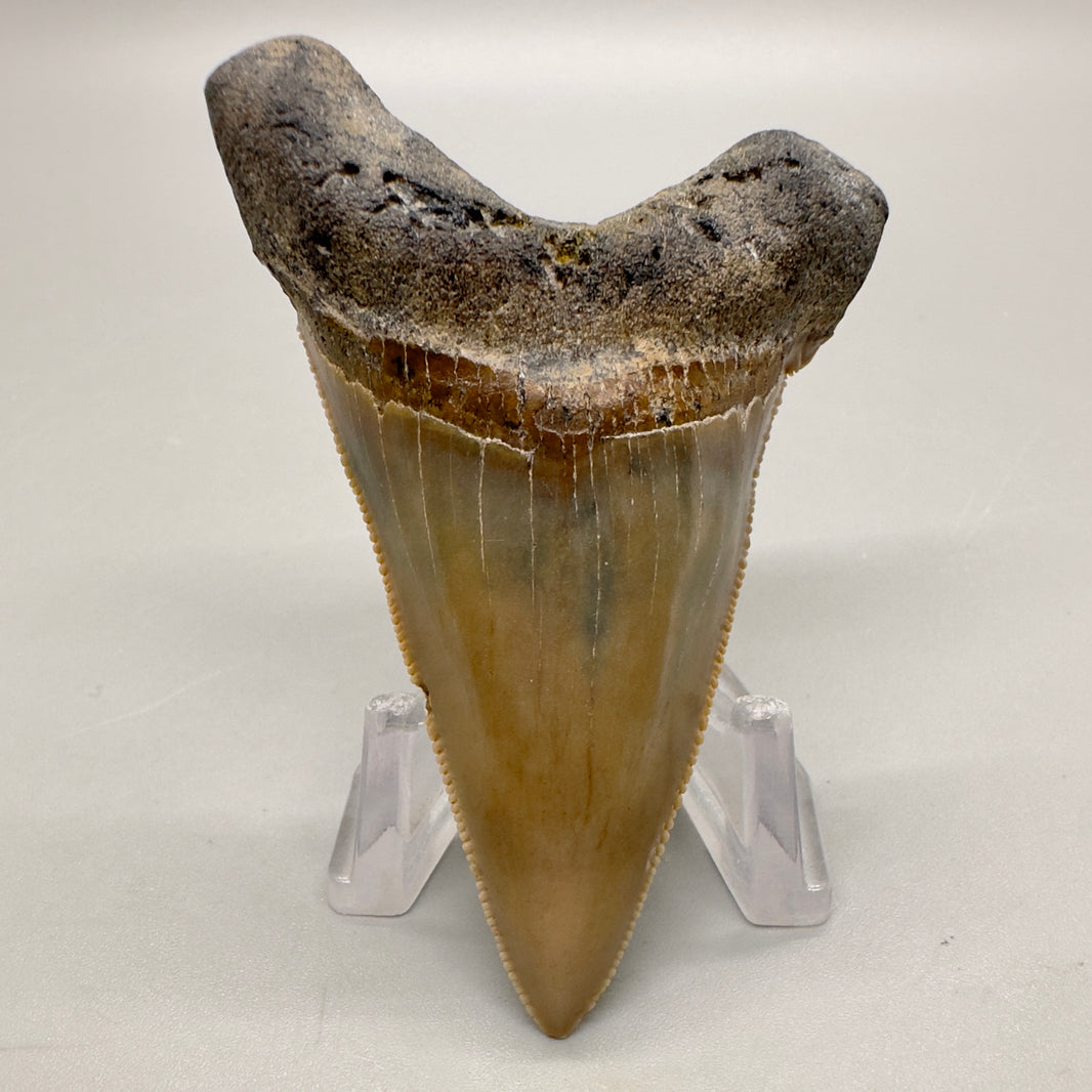 Authentic Fossil Carcharocles angustidens Shark Teeth Collection ...