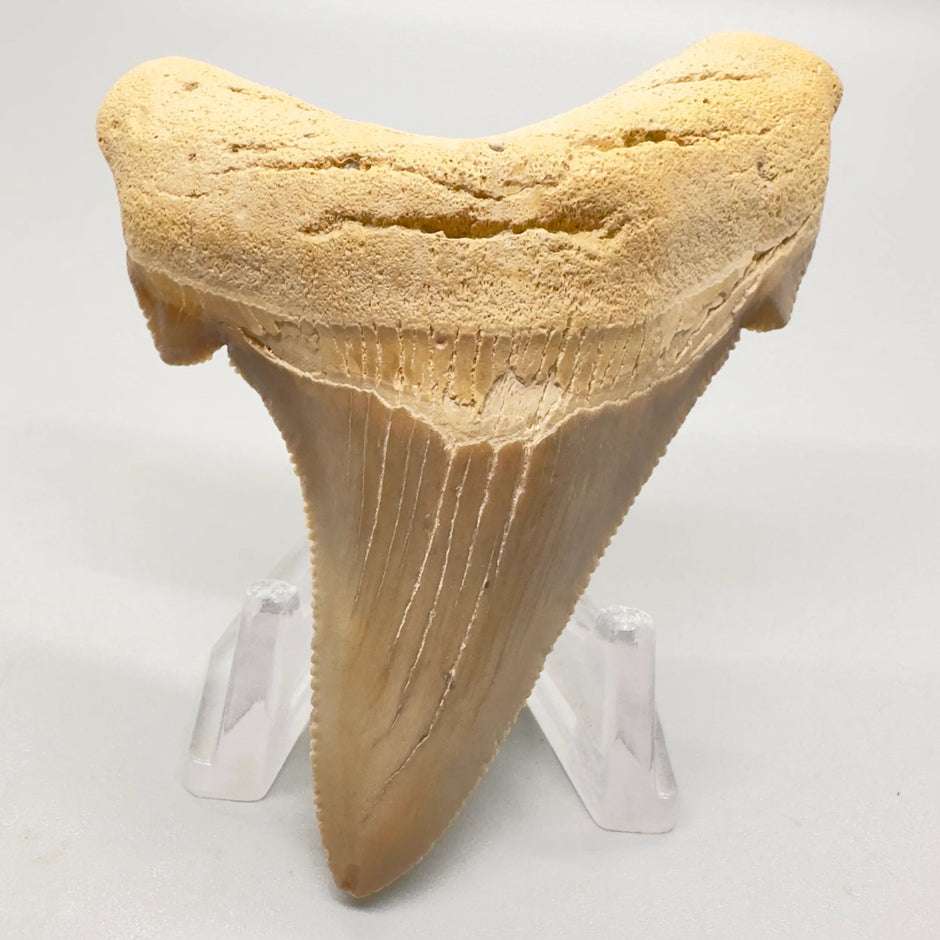 Angustidens – Megalodon Teeth