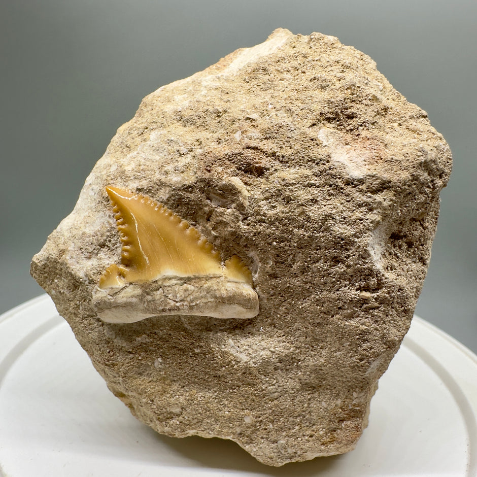 Rare Fossil Shark Teeth Collection - Authentic Specimens – Megalodon Teeth