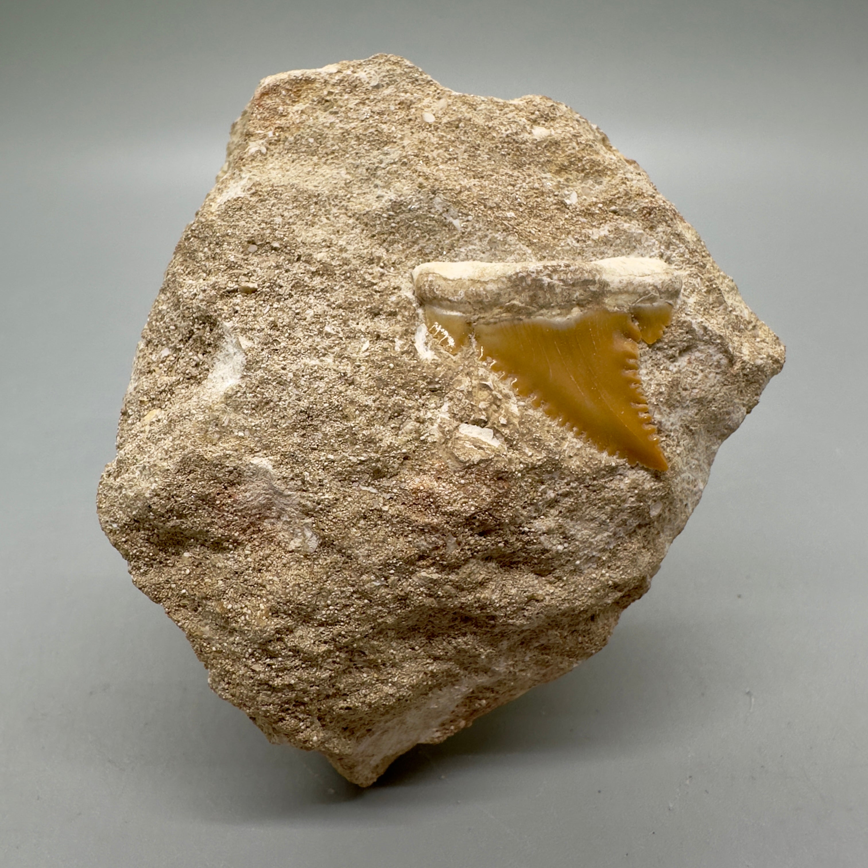 Rare Fossil Shark Teeth Collection - Authentic Specimens – Megalodon Teeth