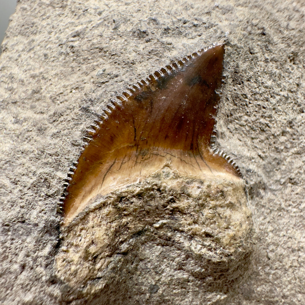 Rare Fossil Shark Teeth Collection - Authentic Specimens – Megalodon Teeth