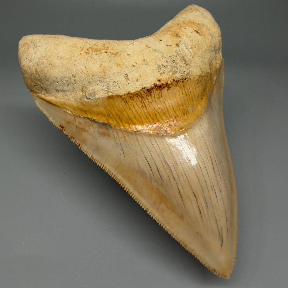 Fossil Extinct Mako & Isurus Shark Teeth Collection – Megalodon Teeth