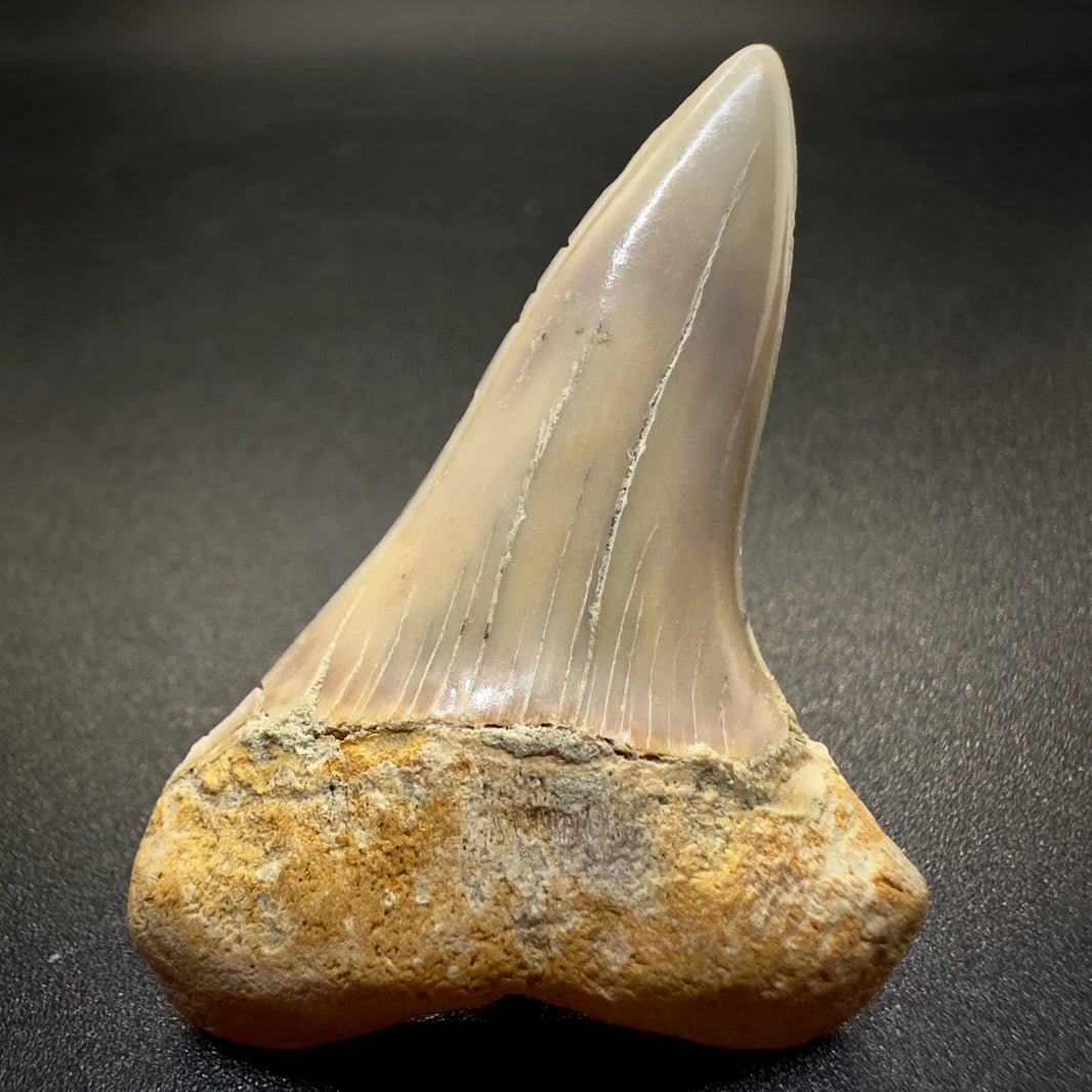 Fossil Extinct Mako & Isurus Shark Teeth Collection – Megalodon Teeth