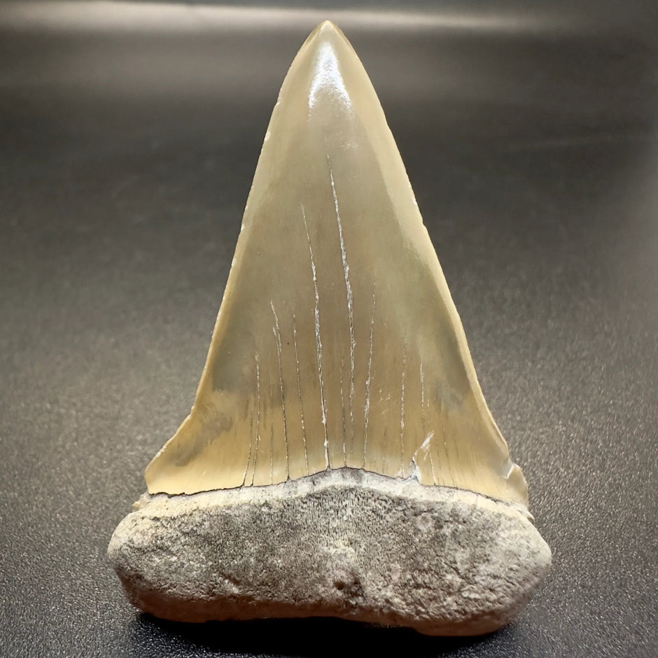 Fossil Extinct Mako & Isurus Shark Teeth Collection – Megalodon Teeth