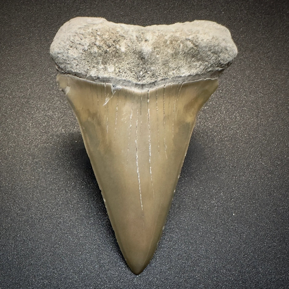 Fossil Extinct Mako & Isurus Shark Teeth Collection – Megalodon Teeth