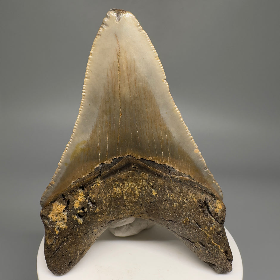 Fossil Extinct Mako & Isurus Shark Teeth Collection – Megalodon Teeth