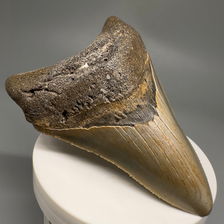 Fossil Extinct Mako & Isurus Shark Teeth Collection – Megalodon Teeth
