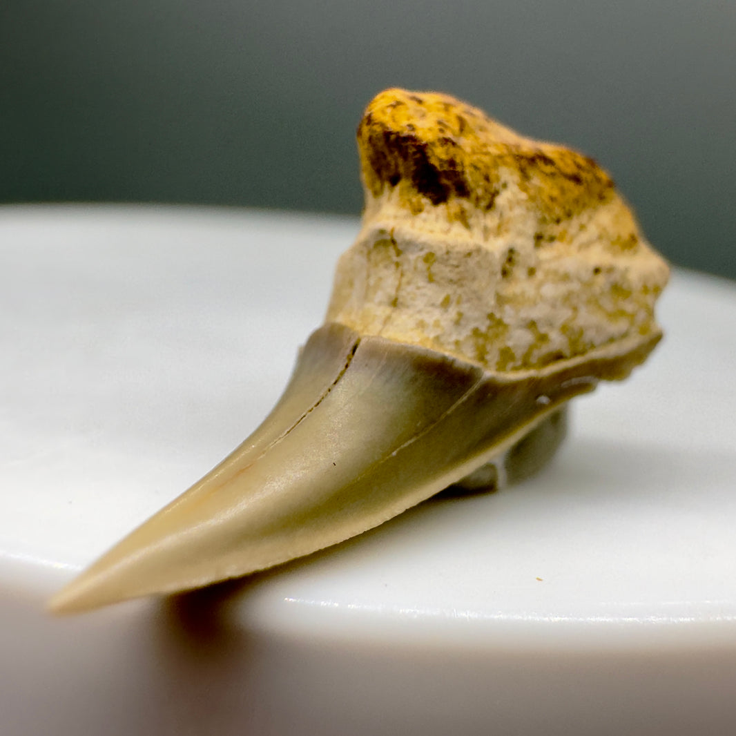 Rare Fossil Shark Teeth Collection - Authentic Specimens – Megalodon Teeth