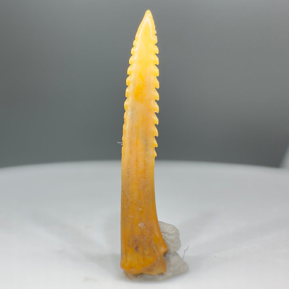 Rare Fossil Shark Teeth Collection - Authentic Specimens – Megalodon Teeth