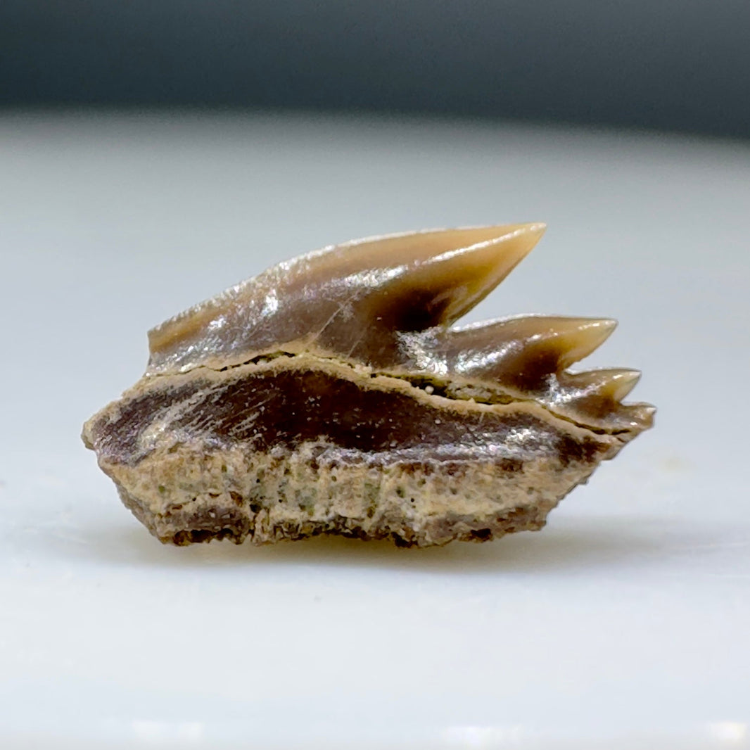 Rare Fossil Shark Teeth Collection - Authentic Specimens – Megalodon Teeth