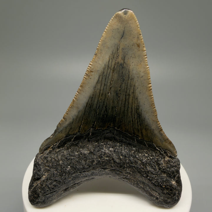 Fossil Extinct Mako & Isurus Shark Teeth Collection – Megalodon Teeth