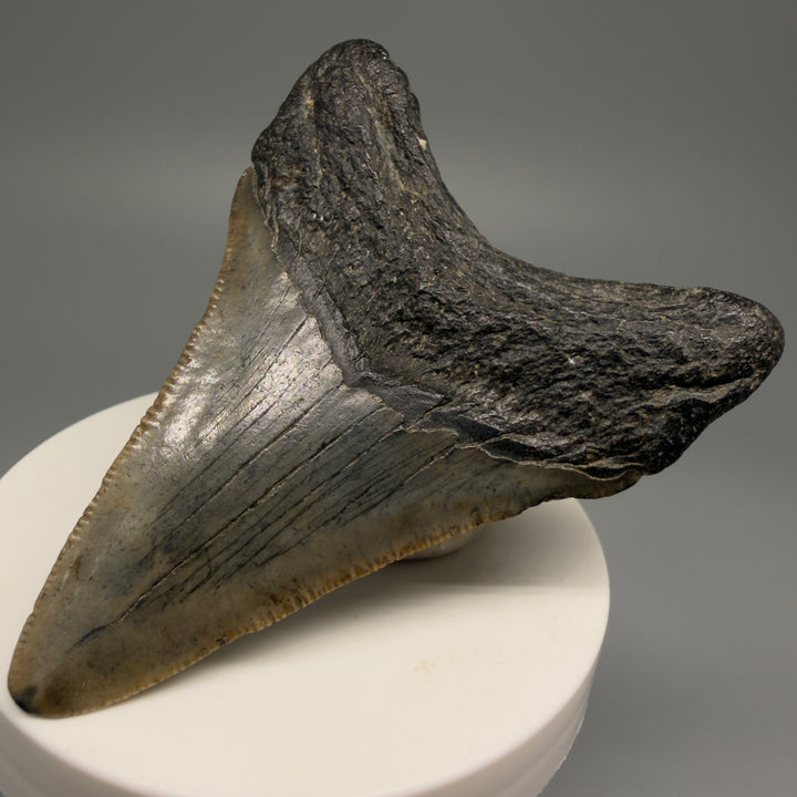 Fossil Extinct Mako & Isurus Shark Teeth Collection – Megalodon Teeth