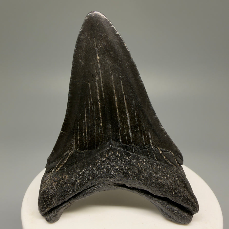 Fossil Extinct Mako & Isurus Shark Teeth Collection – Megalodon Teeth
