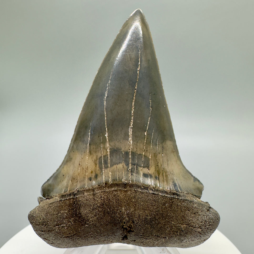 Fossil Extinct Mako & Isurus Shark Teeth Collection – Megalodon Teeth